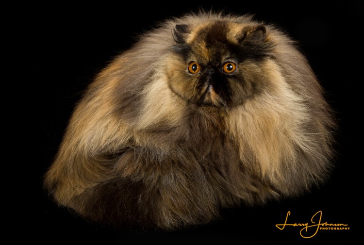 Chatterie Passion Feline Cattery